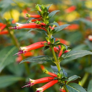 10 Red CIGAR PLANT Mexican Firecracker Cuphea Ignea - Etsy