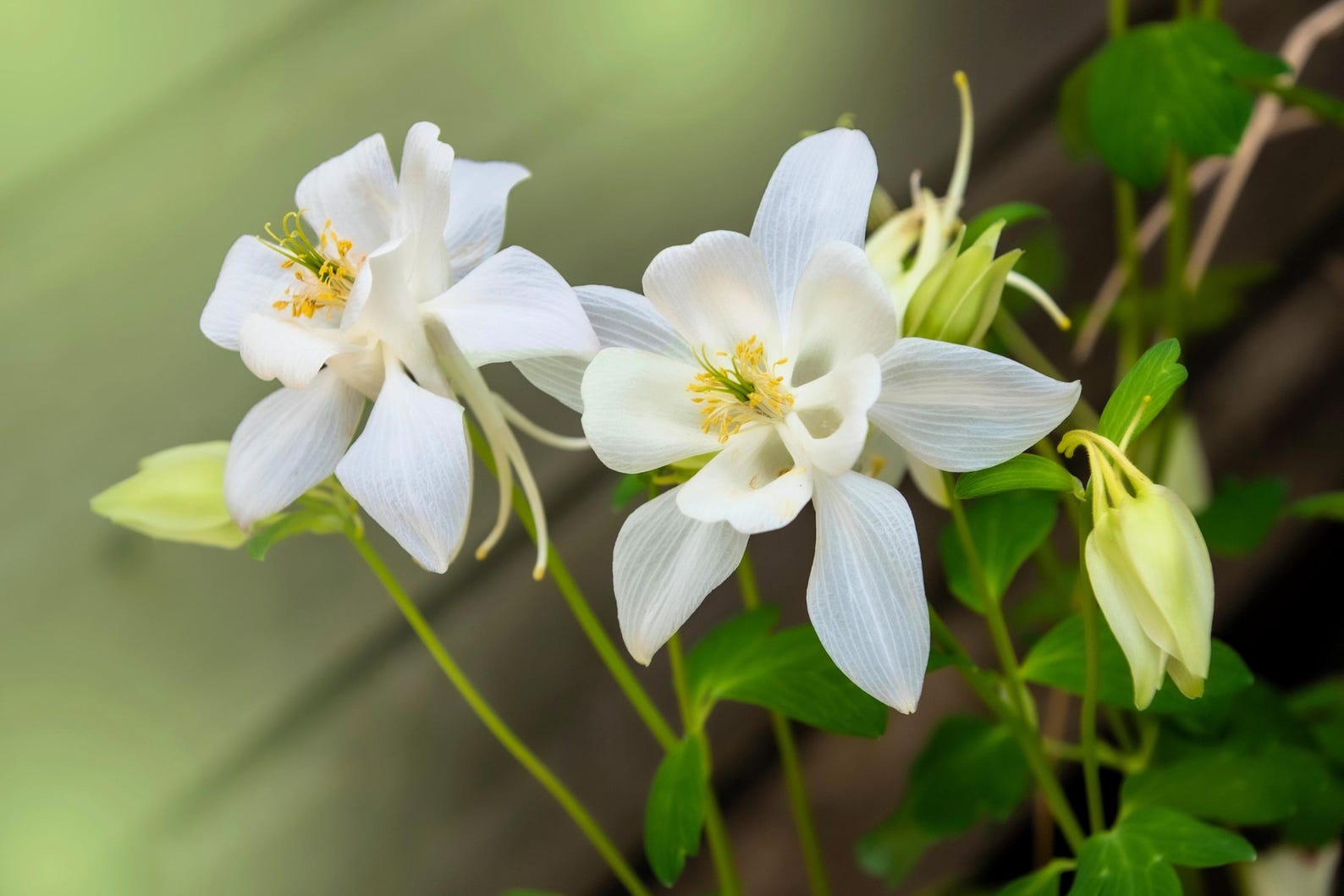 25 CRYSTAL STAR White COLUMBINE Aquilegia Caerulea Flower Seeds *comb S ...