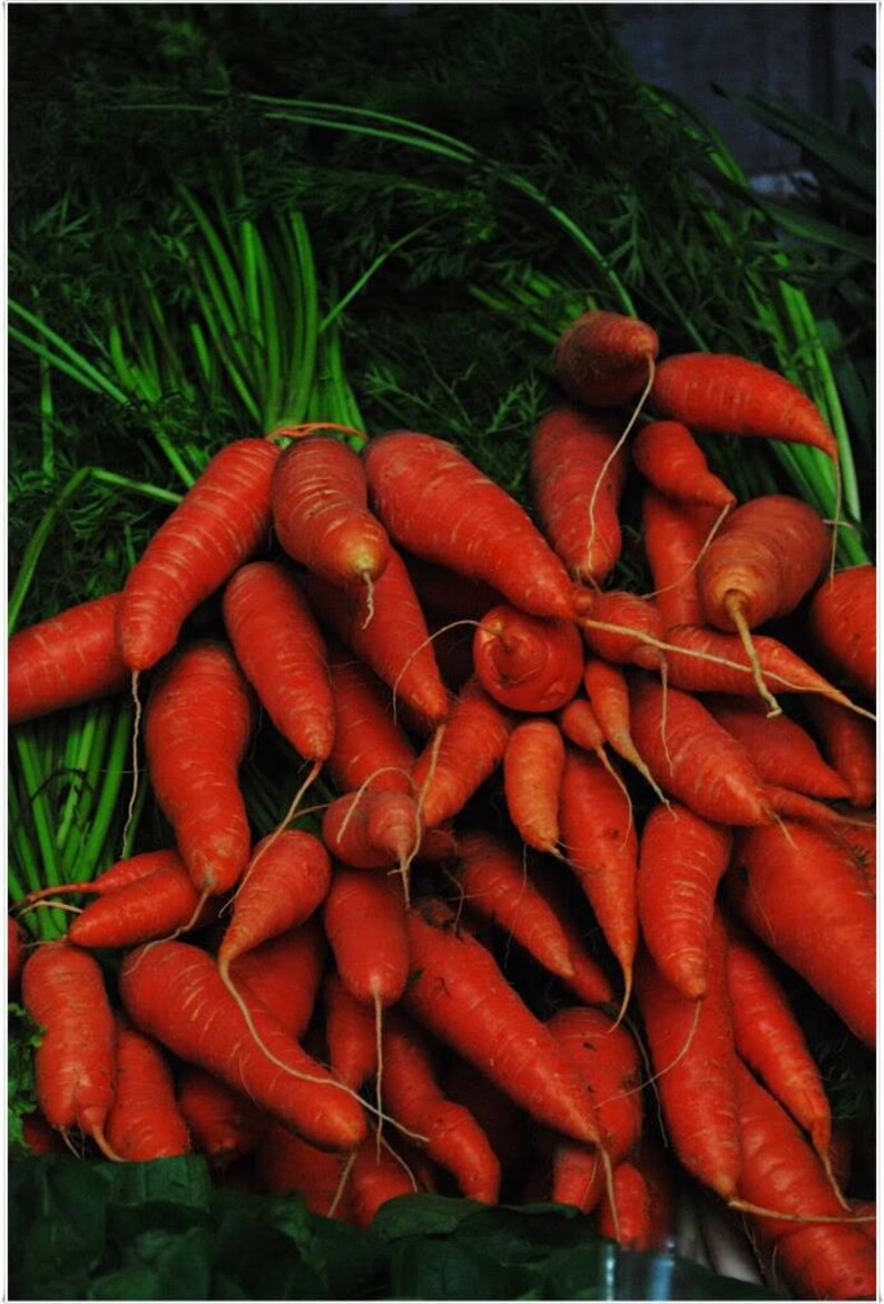 1500 LITTLE FINGERS CARROT Daucus Carota Vegetable Seeds | Etsy