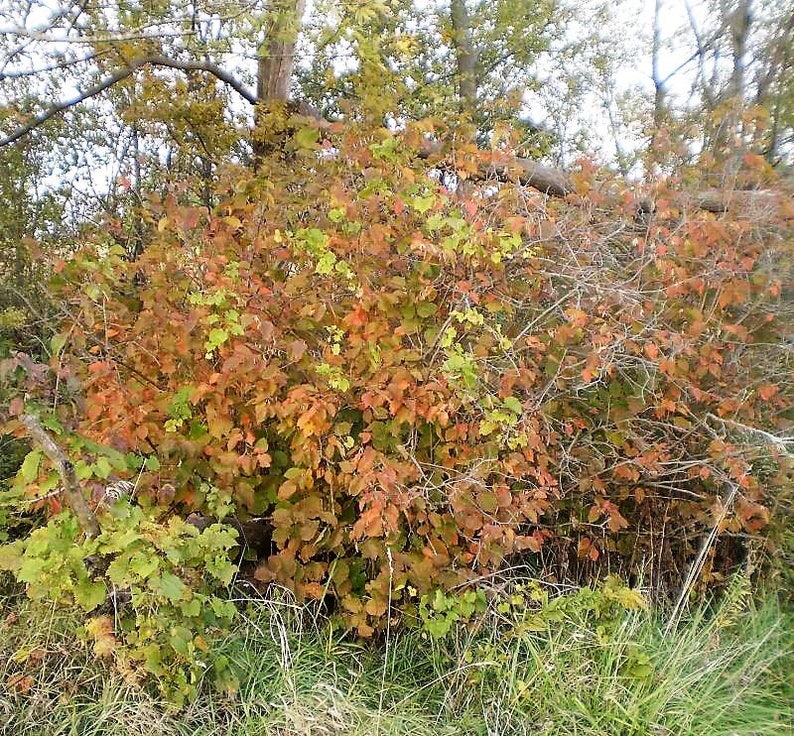 5 AMERICAN HAZELNUT TREE Aka Filbert Corylus Americana Fruit - Etsy