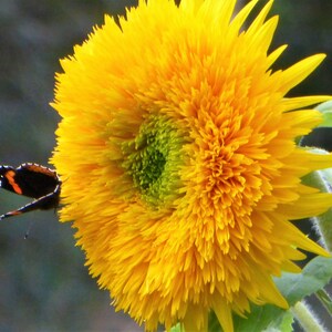 100 Double DWARF SUNGOLD SUNFLOWER Helianthus Annuus Yellow Teddy Bear ...