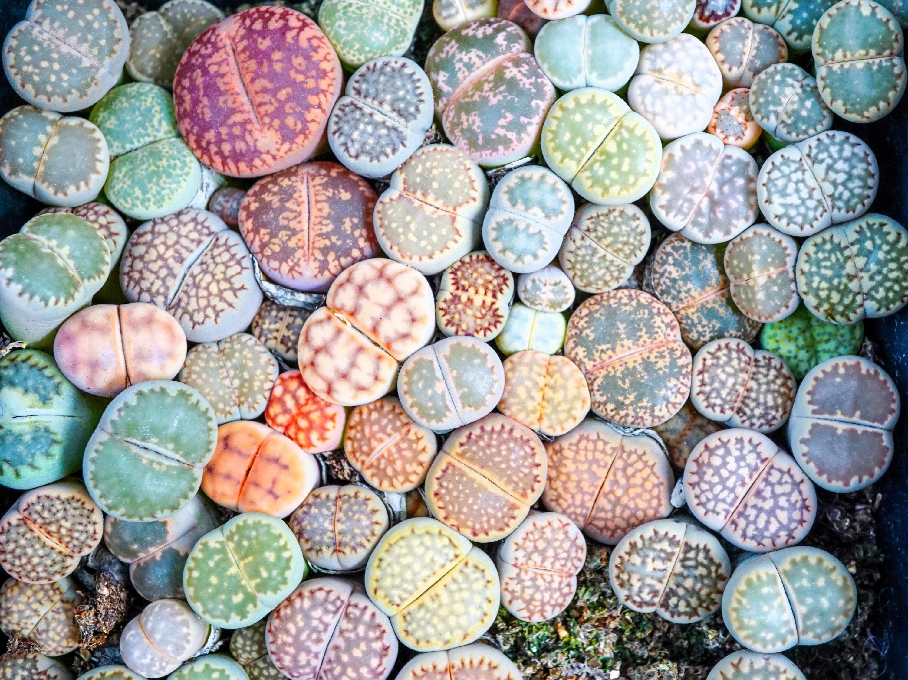 10 LIVING STONE / LITHOPS Mixed Colors Pebble Houseplant Flower Seeds ...