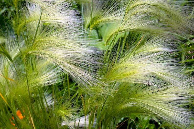 40 SQUIRREL TAIL Barley GRASS foxtail Barley Hordeum Jubatum - Etsy