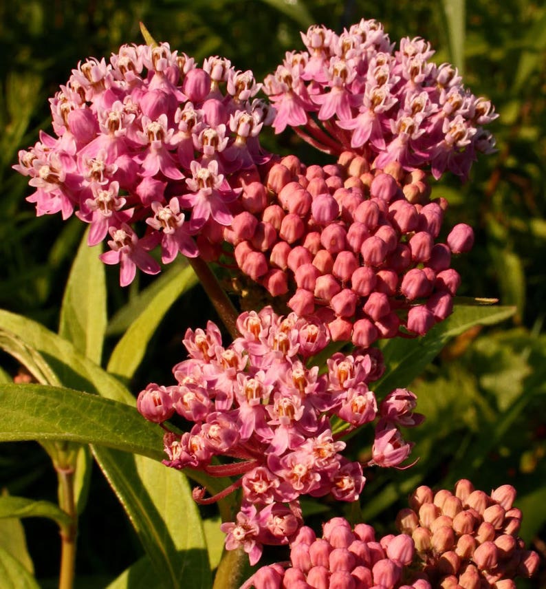 75 RED SWAMP MILKWEED Asclepias Incarnata Flower Seeds | Etsy