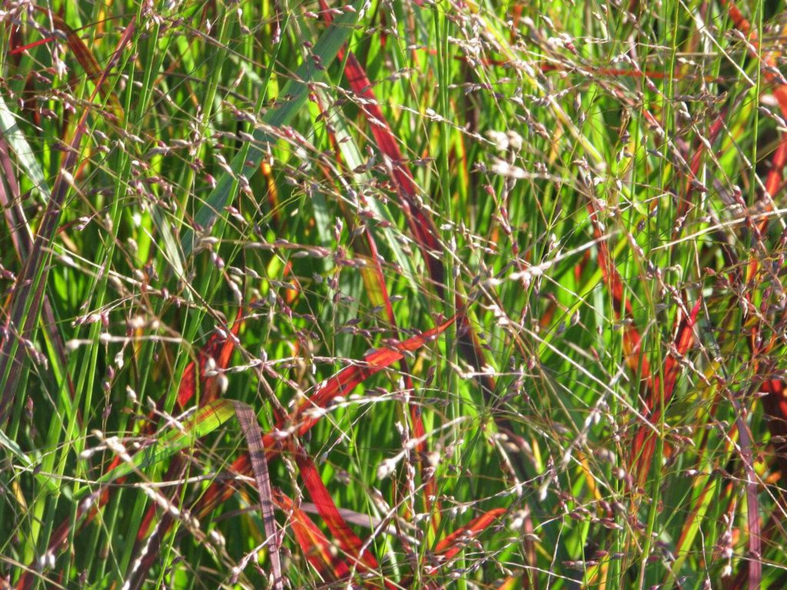 1000 SWITCHGRASS Tall Panic Switch Grass Panicum Virgatum Red Flower ...