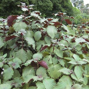 300 PURPLE SHISO Aka PERILLA Frutescens Ornamental Herb Seeds Green ...