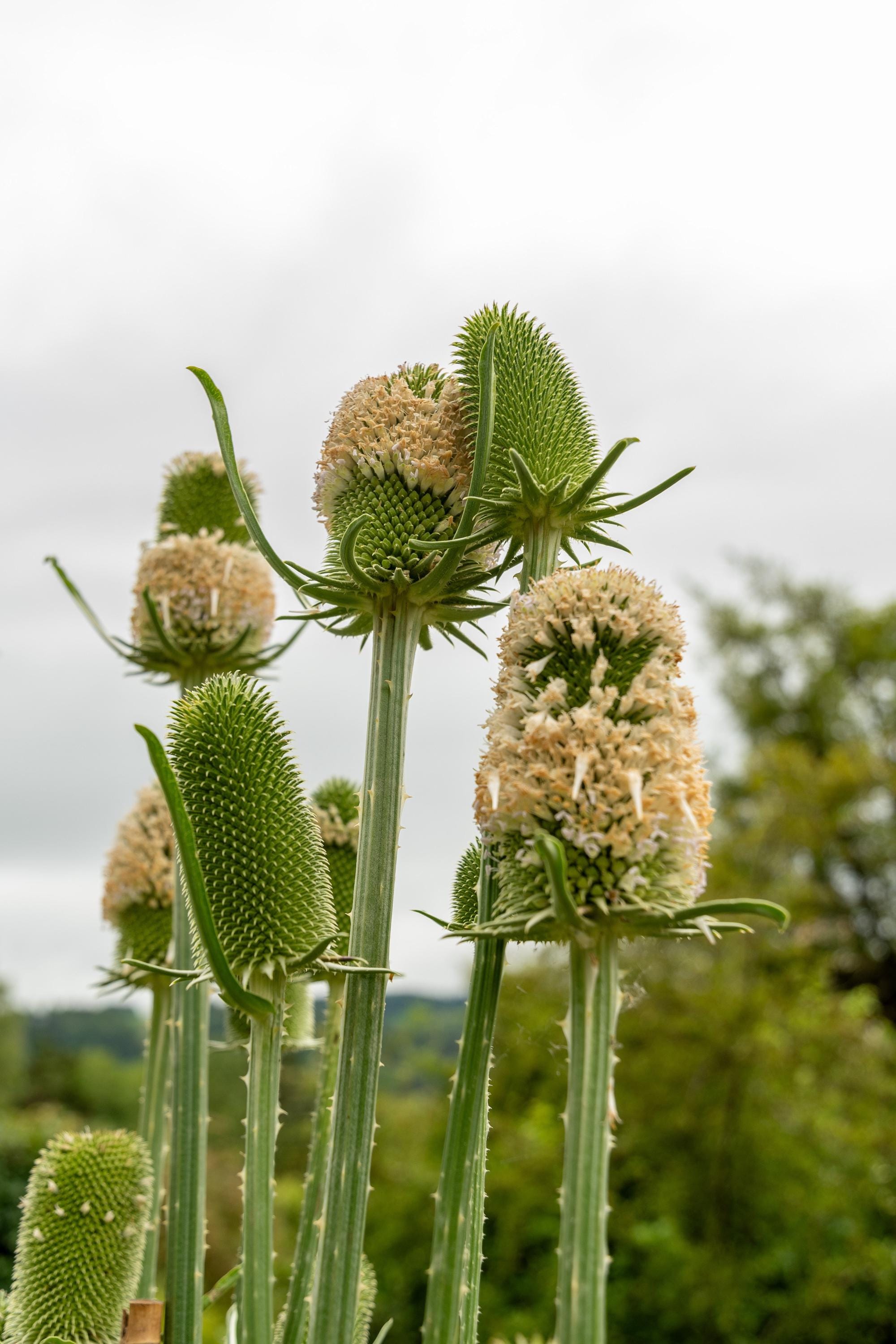 75 FULLERS TEASEL Indian Teasel Dipsacus Sativus White Flower Herb ...