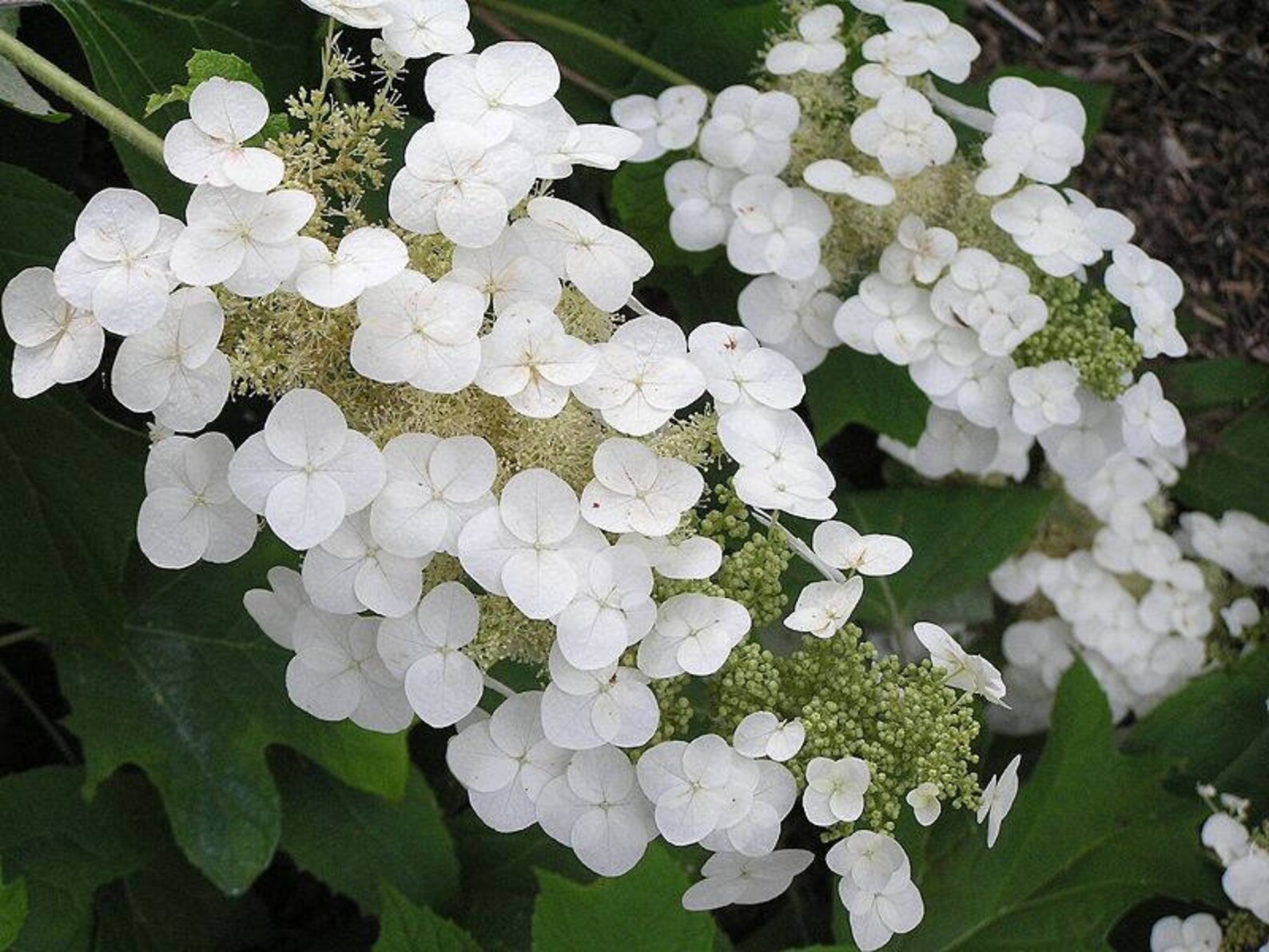 40 White OAK LEAF HYDRANGEA Quercifolia Shrub Flower Seeds - Etsy