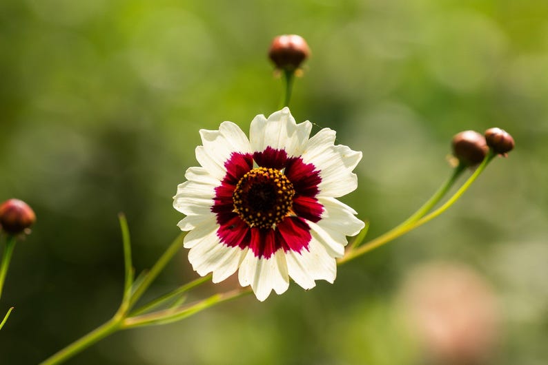 30 INCREDIBLE SWIRL COREOPSIS White & Burgundy Red Tickseed Flower ...