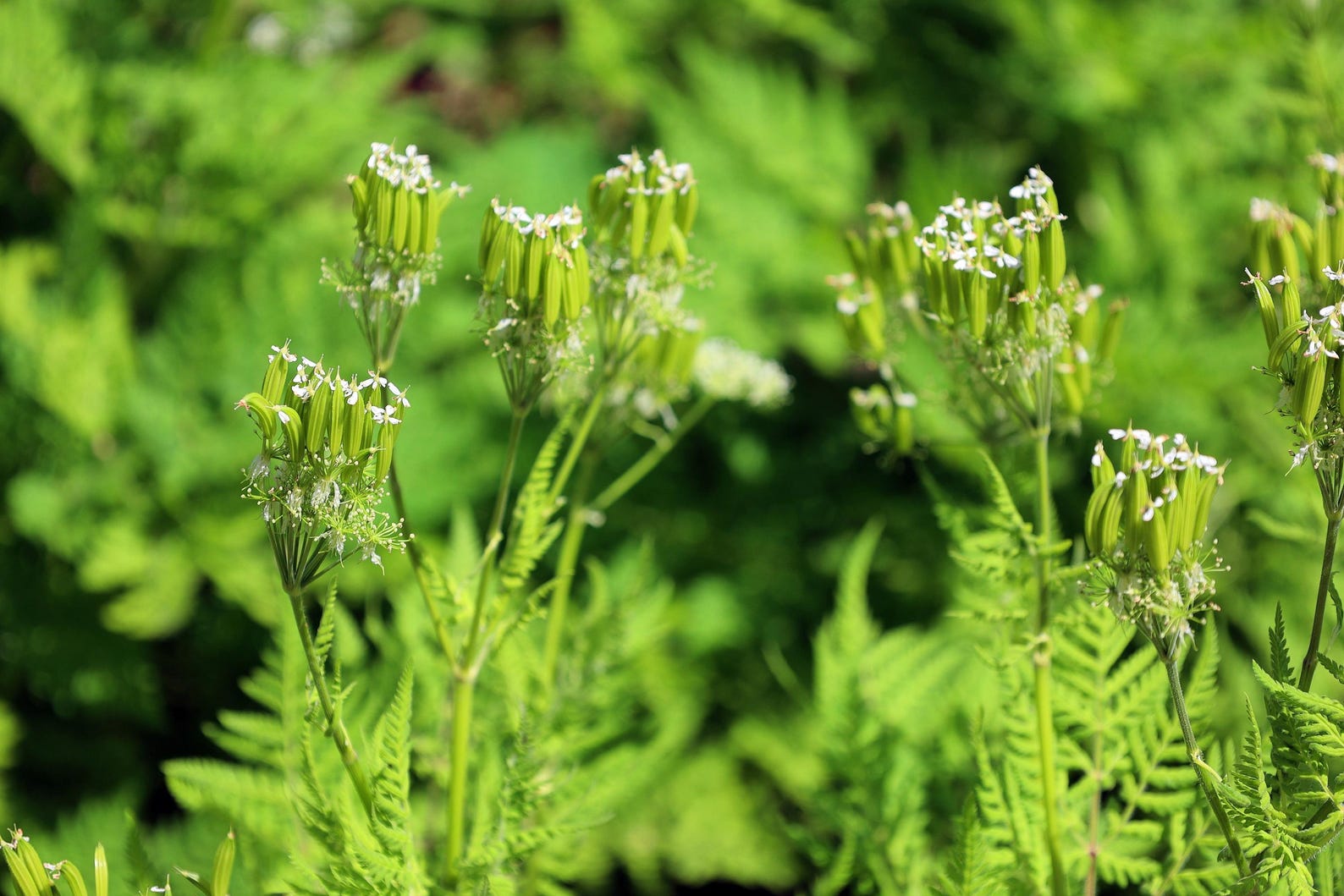 20 SWEET CICELY Myrrhis Odorata Herb Fragrant Flower Licorice Flavor ...