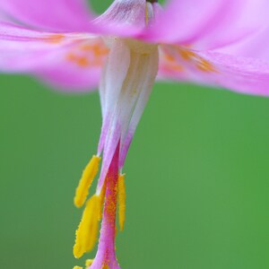10 PINK FAWN LILY Aka Trout Lily, Avalanche Lily, & Dog's Tooth Violet ...