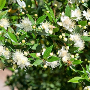 20 TRUE MYRTLE Myrtus Communis Aka Common & Sweet Myrtle Fragrant White ...