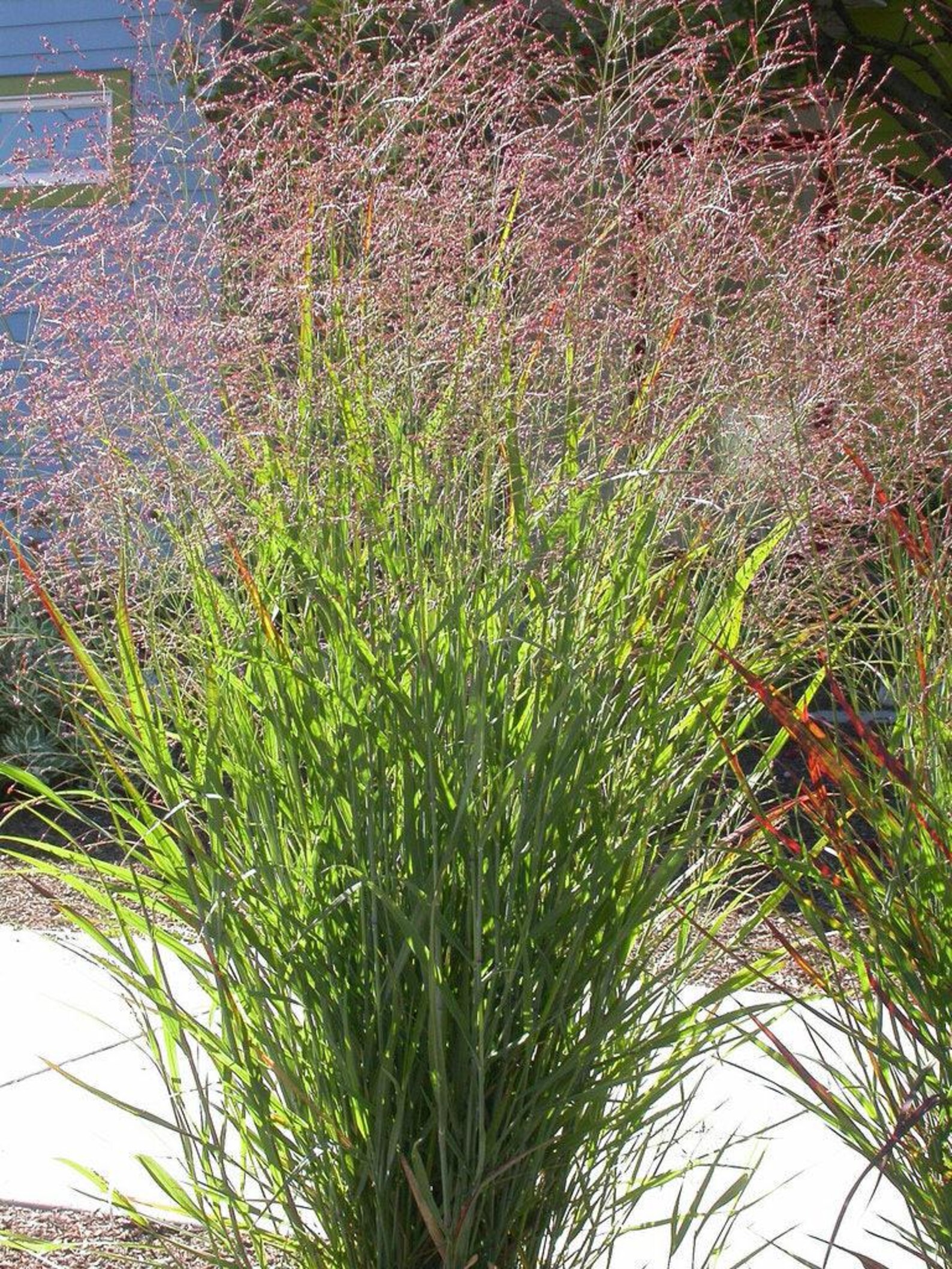 1000 SWITCHGRASS Tall Panic Switch Grass Panicum Virgatum Red Flower ...