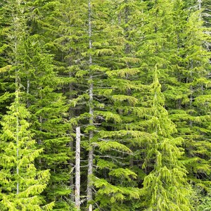20 DOUGLAS FIR Tree Abies Pseudotsuga Menziesii Christmas Tree Blue ...