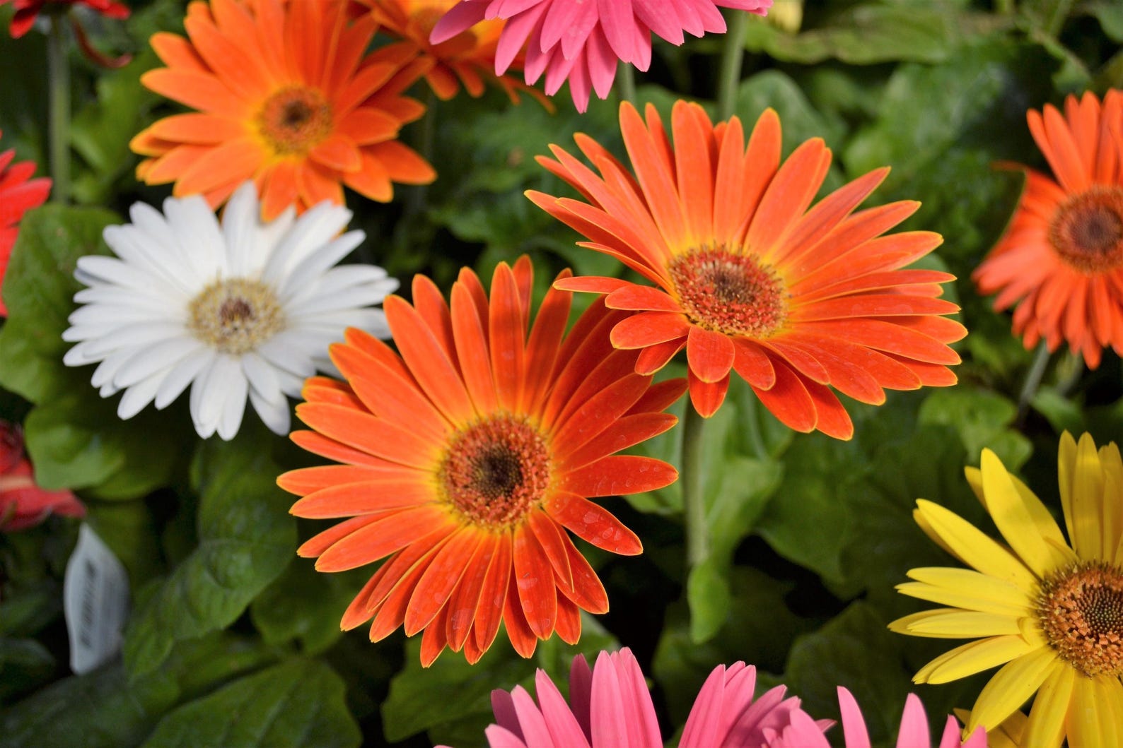 20 GERBER DAISY Mix Gerbera Jamesonii Aka Barberton or African Daisy ...