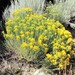 100 RUBBER RABBITBRUSH Chamisa Ericameria Nauseosa Native Desert Shrub ...