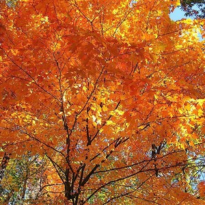 25 SUGAR MAPLE Syrup TREE Native Rock Fall Color Acer Saccharum Seeds ...
