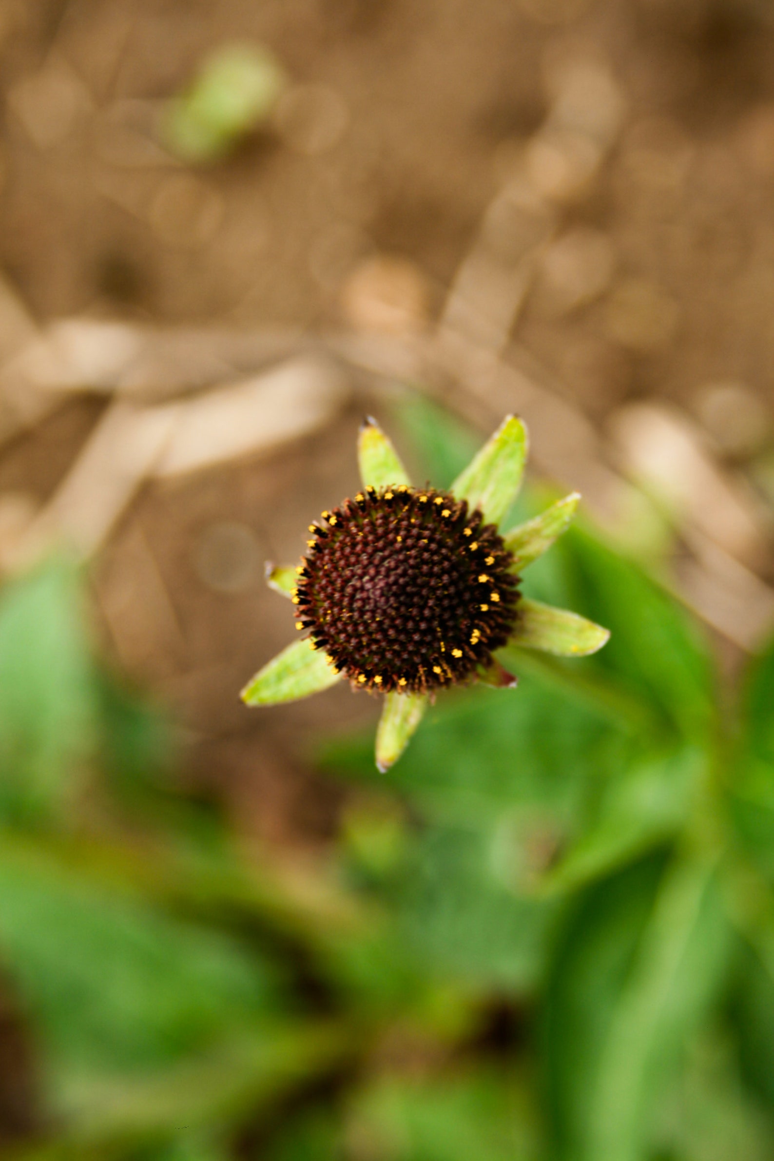 30 WESTERN CONEFLOWER Rudbeckia Occidentalis Green Wizard Aka - Etsy