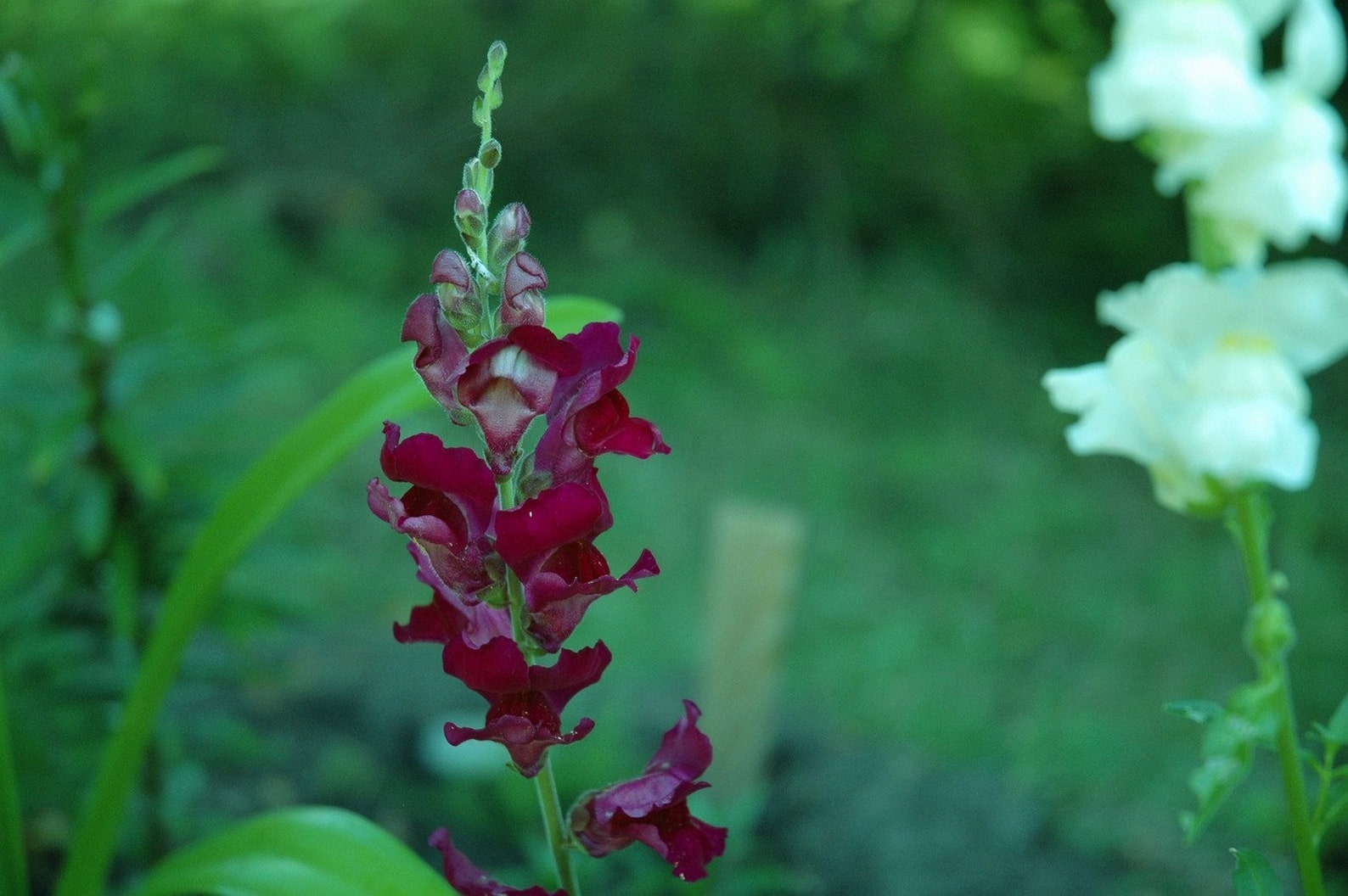 250 ' WELCOME ' SNAPDRAGON Antirrhinum Majus Dark Crimson Red Near ...