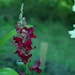 250 ' WELCOME ' SNAPDRAGON Antirrhinum Majus Dark Crimson Red Near ...