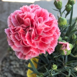 50 PICOTEE MIX CARNATION Dianthus Caryophyllus Double Bicolor Striped ...