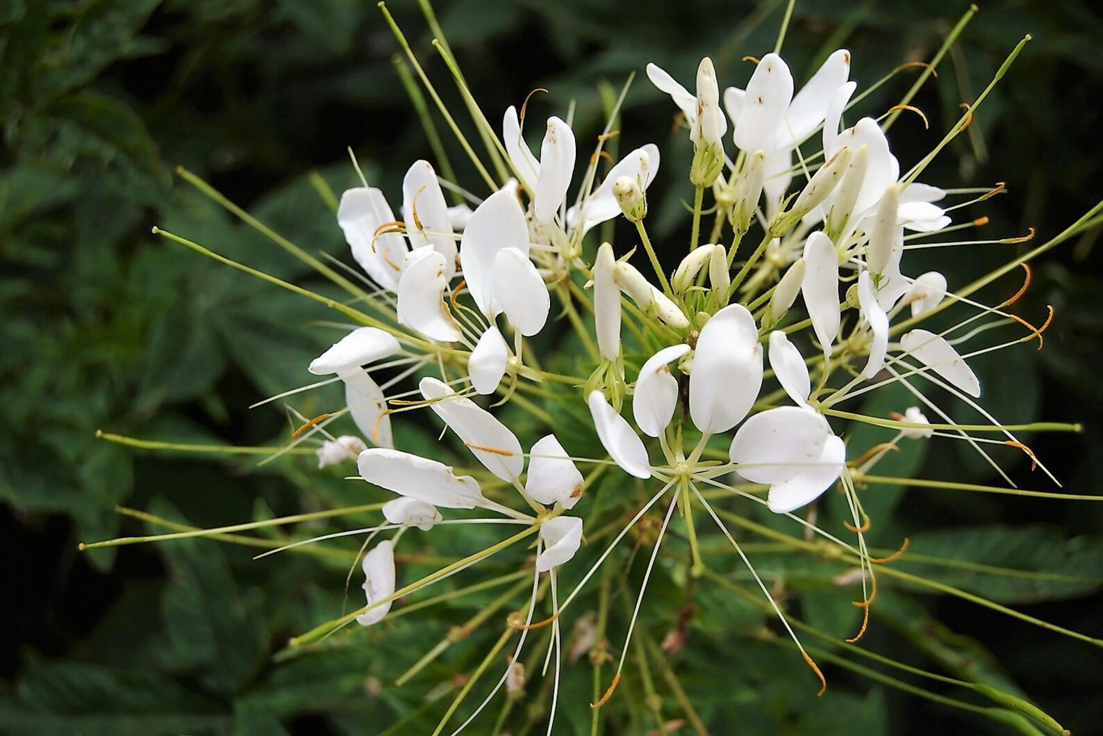 200 WHITE QUEEN CLEOME spider Flower Cleome Hasslerana | Etsy