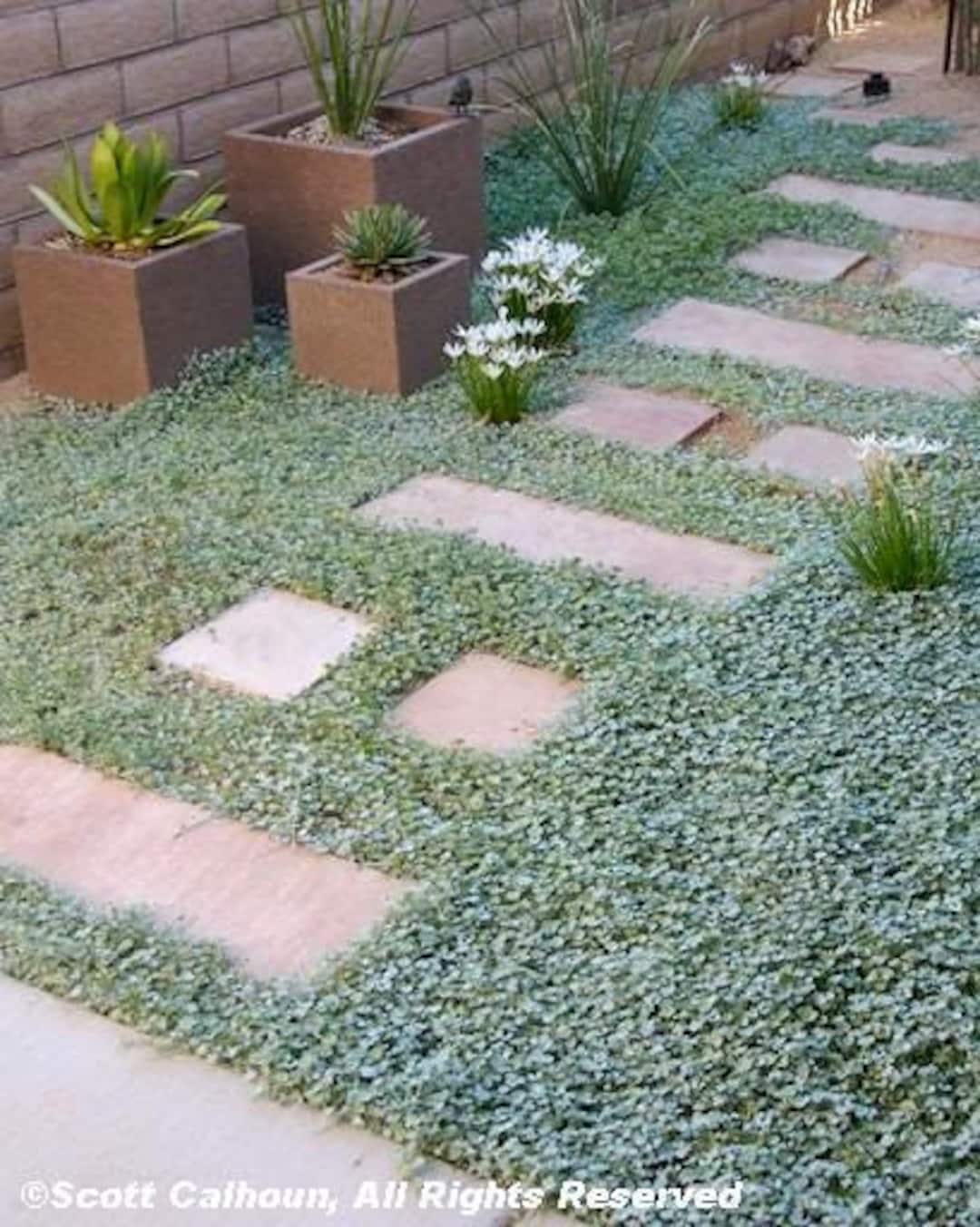 1000 DICHONDRA Repens Aka Lawn Leaf Flower Evergreen Ground Cover Seeds ...