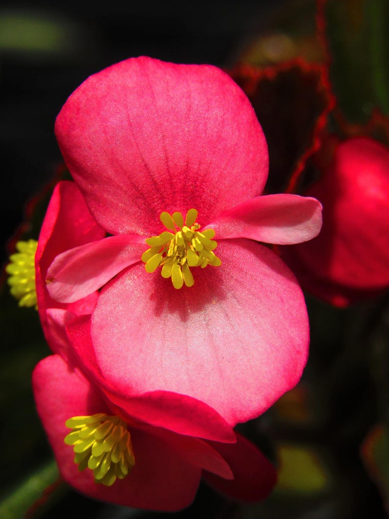 25 Rose PINK WAX BEGONIA Semperflorens Fibrous Shade Flower Seeds - Etsy