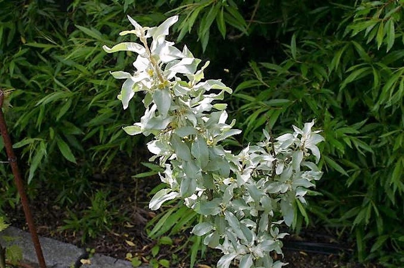 10 AMERICAN SILVERBERRY Elaeagnus Commutata Aka Wolf Willow - Etsy