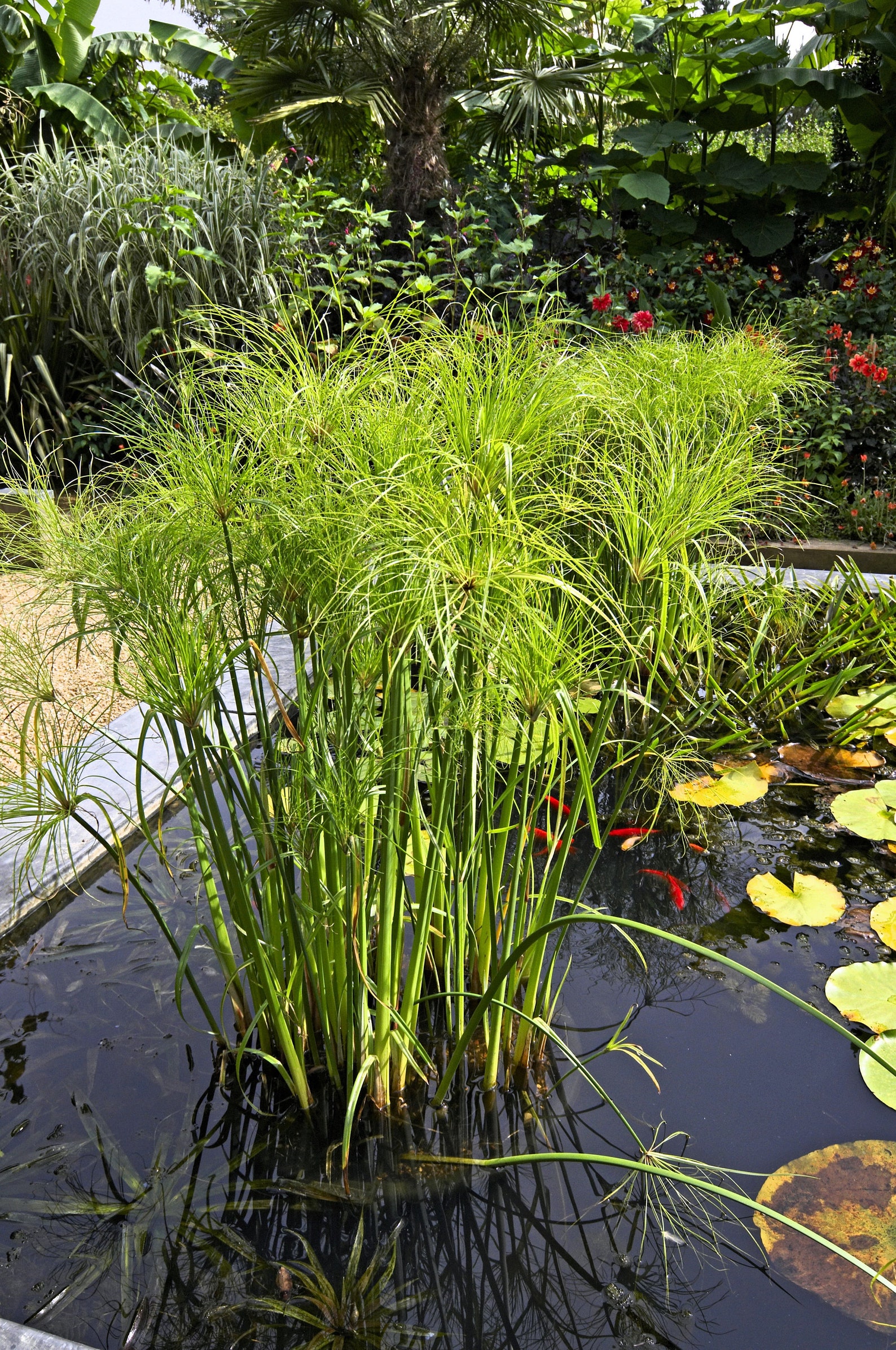 20 Cyperus PAPYRUS Paper Reed Water Plant Egyptian Nile Grass Yellow ...