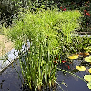 20 Cyperus PAPYRUS Paper Reed Water Plant Egyptian Nile Grass Yellow ...