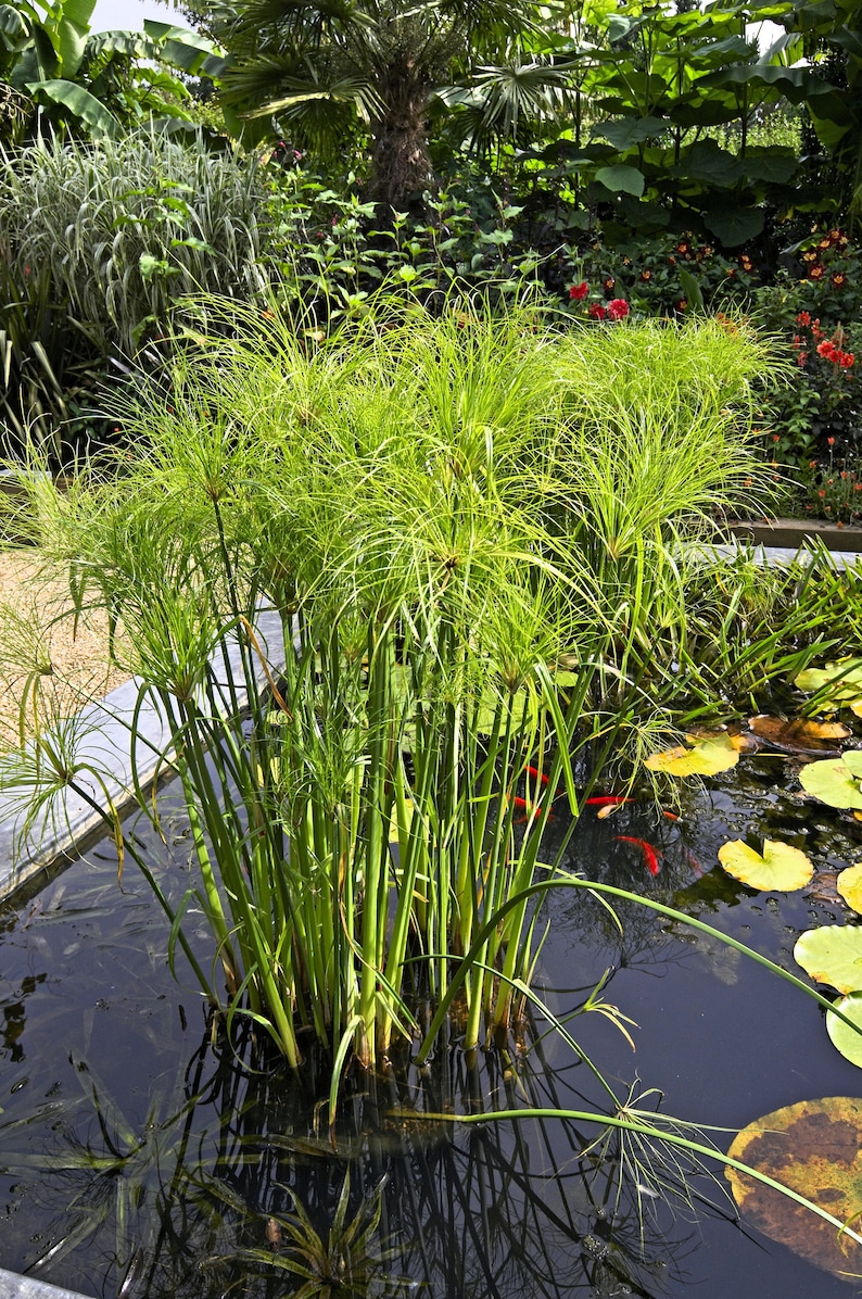 20 Cyperus PAPYRUS Paper Reed Water Plant Egyptian Nile Grass Yellow ...