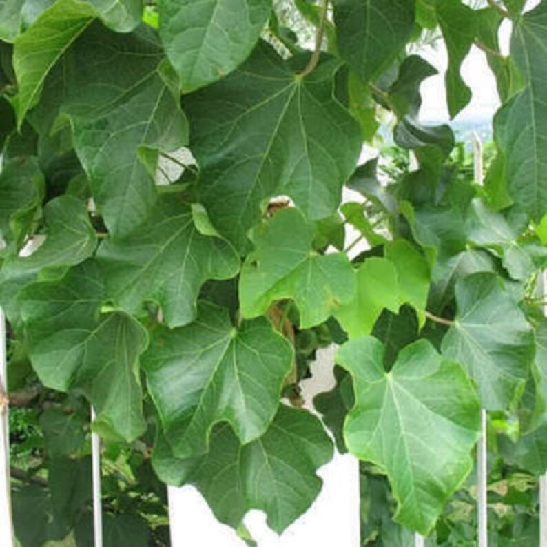 5 PHYSIC NUT Barbados Purging JATROPHA Curcas Tree Seeds - Etsy