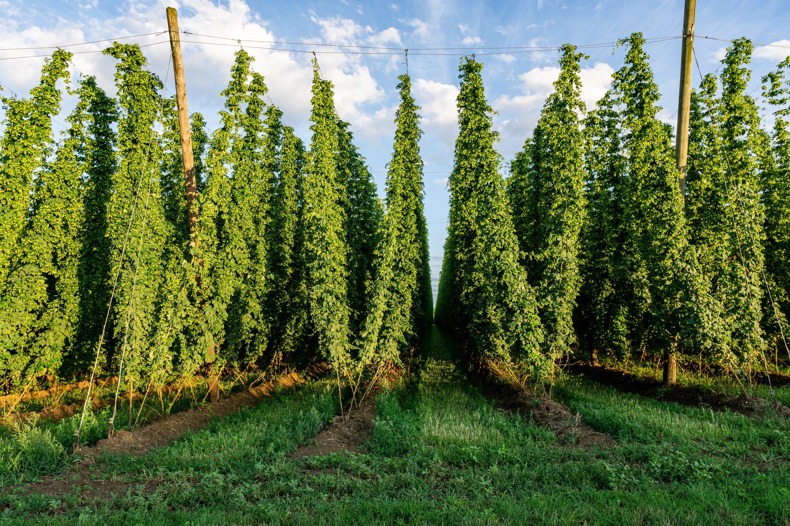 25 COMMON HOPS European Humulus Lupulus Vine Seeds Beer Making ...