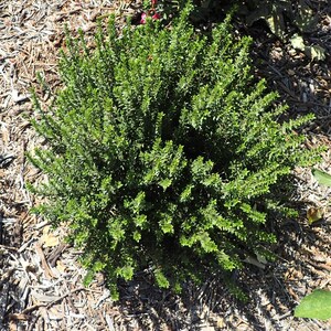 20 TRUE MYRTLE Myrtus Communis Aka Common & Sweet Myrtle Fragrant White ...