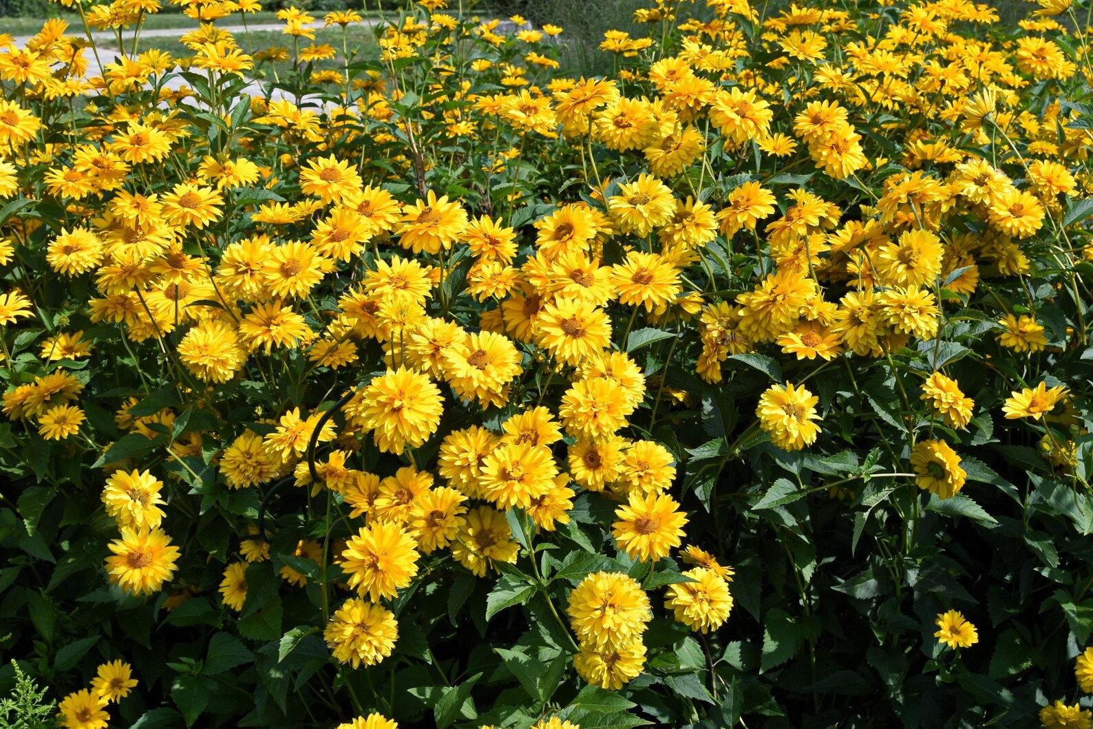 50 SUMMER SUN SUNDROPS Yellow Heliopsis Scabra False Sunflower Flower ...