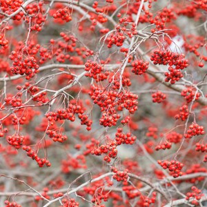 50 WASHINGTON HAWTHORN Mayflower Shrub Tree Edible Fruit & White ...