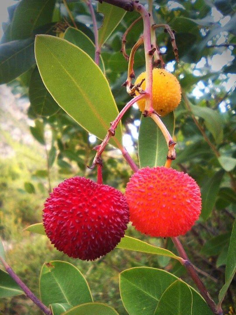 25 STRAWBERRY TREE Edible Red Berry Tree Arbutus Unedo Seeds Irish ...