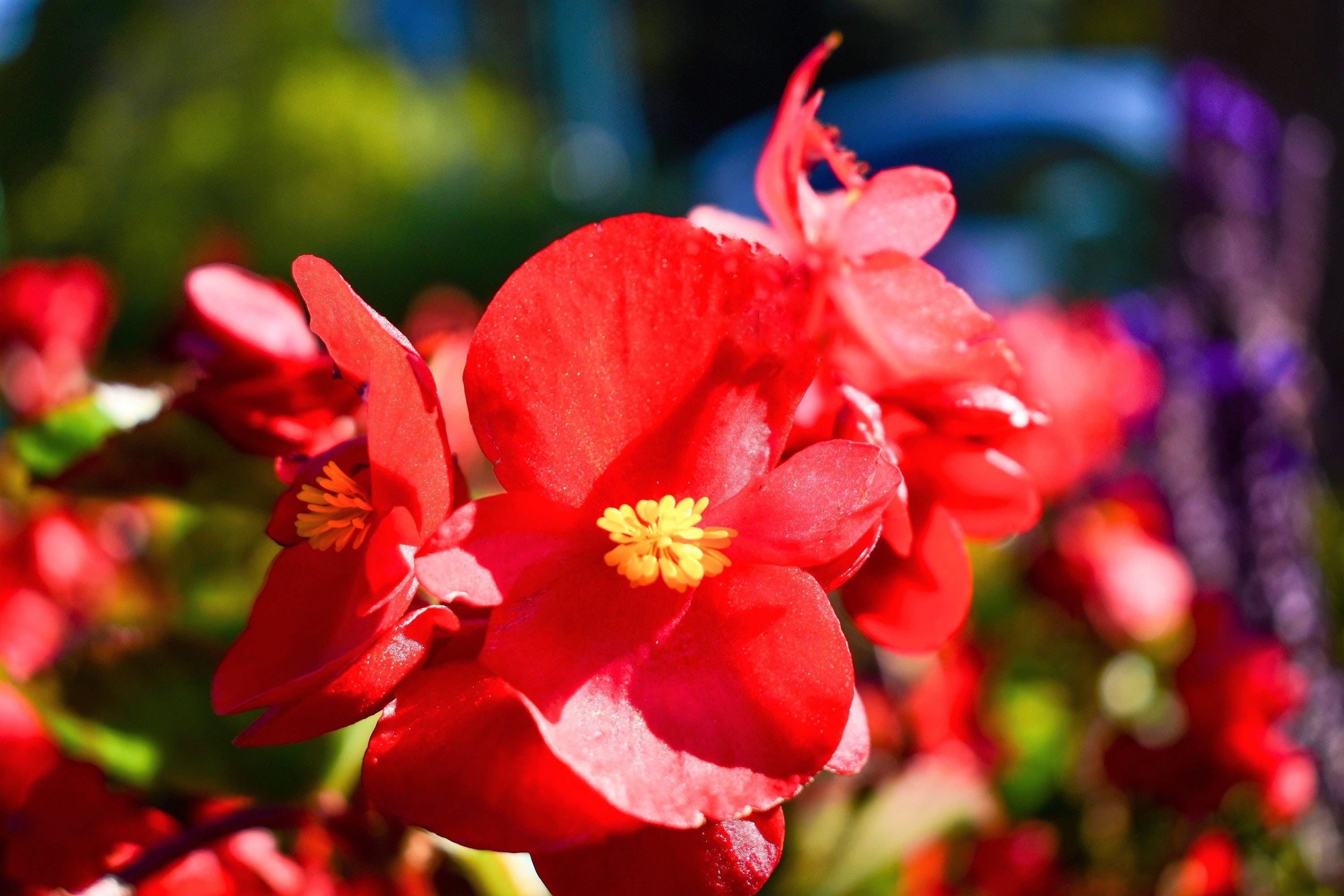 25 WAX MIXED BEGONIA Semperflorens Fibrous Mixed Colors Red Pink White ...