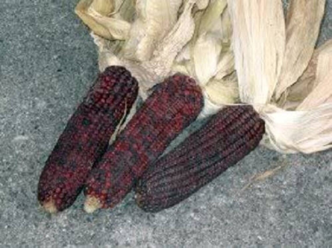 35 BLOODY BUTCHER Red CORN Edible & Ornamental Heirloom Zea | Etsy