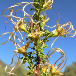 40 STANSBURY CLIFFROSE Purshia Stansburiana Cliff Rose Native Desert ...