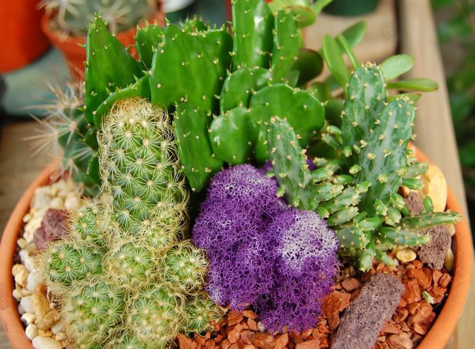 50 CACTUS MIX 'finest Mixed' Succulent Flower Plant - Etsy
