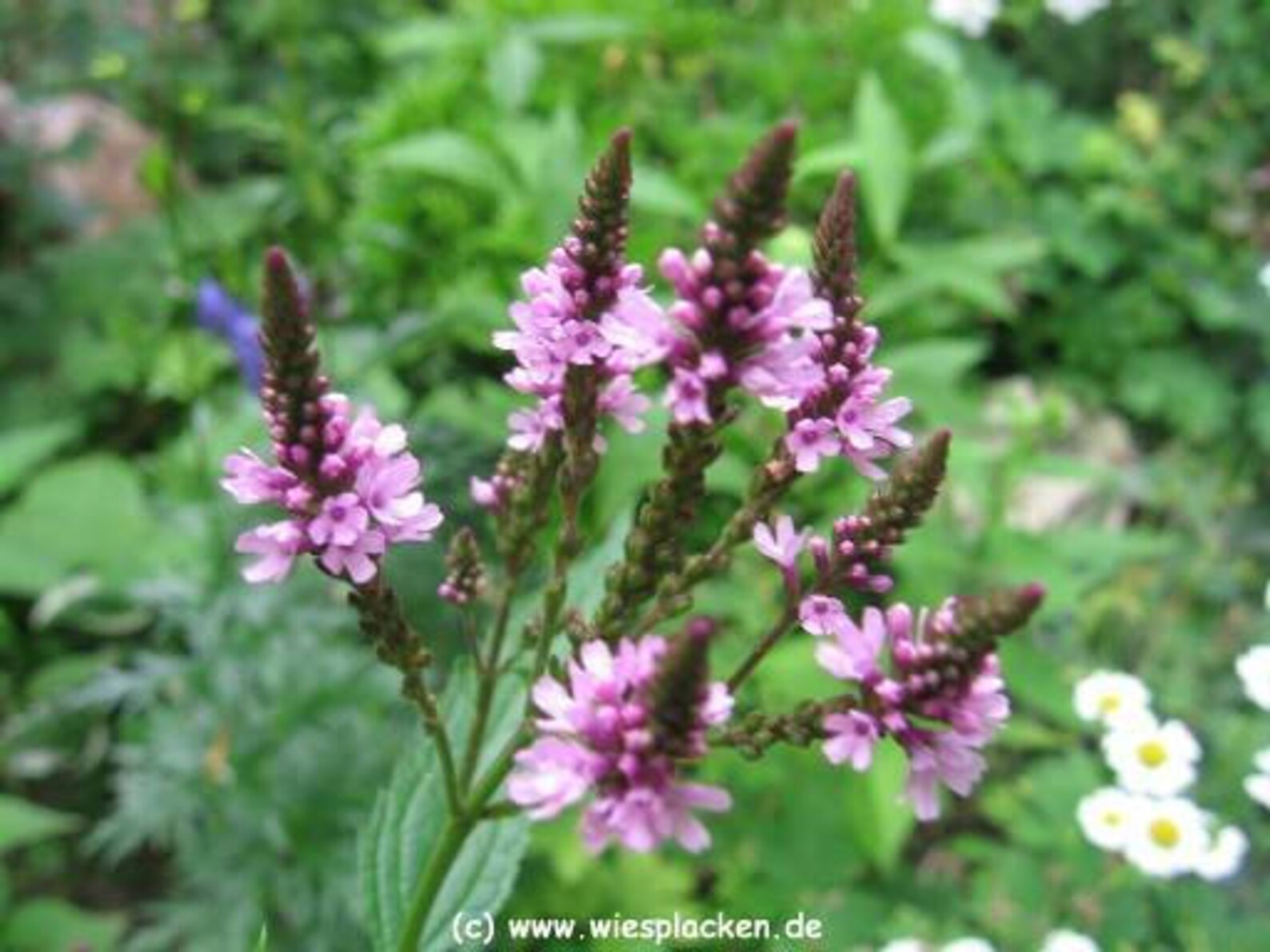 1000 Pink VERVAIN Verbena Hastata Rosea Flower Seeds - Etsy