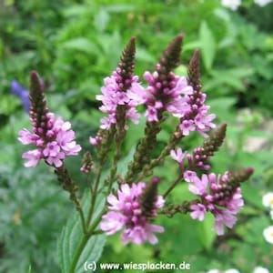 1000 Pink VERVAIN Verbena Hastata Rosea Flower Seeds - Etsy