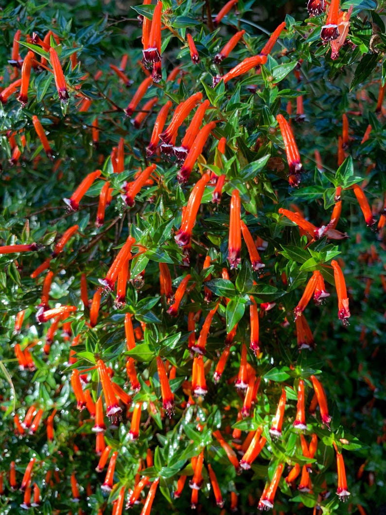 10 Red CIGAR PLANT Mexican Firecracker Cuphea Ignea Hummingbird Flower ...
