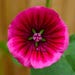 10 VULCAN MALOPE Trifida / Mallowwort / Mallow Flower Seeds *comb S/H ...