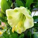 5 WHITE CATHEDRAL BELLS Vine Cup & Saucer Cobaea Scandens Alba - Etsy