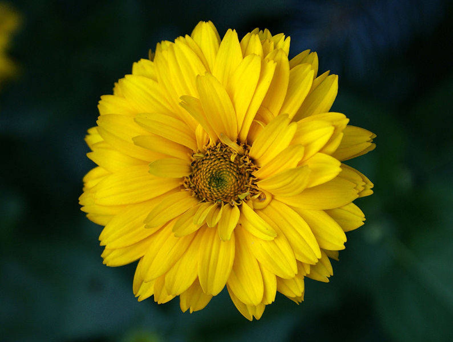50 SUMMER SUN SUNDROPS Yellow Heliopsis Scabra False Sunflower Flower ...