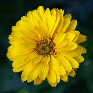 50 SUMMER SUN SUNDROPS Yellow Heliopsis Scabra False Sunflower Flower ...