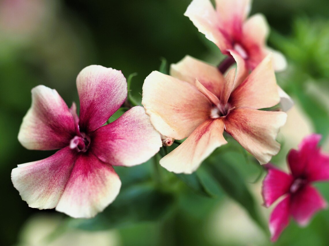 50 CHERRY CARAMEL PHLOX Drummondii Bicolor Pink Flower Seeds - Etsy